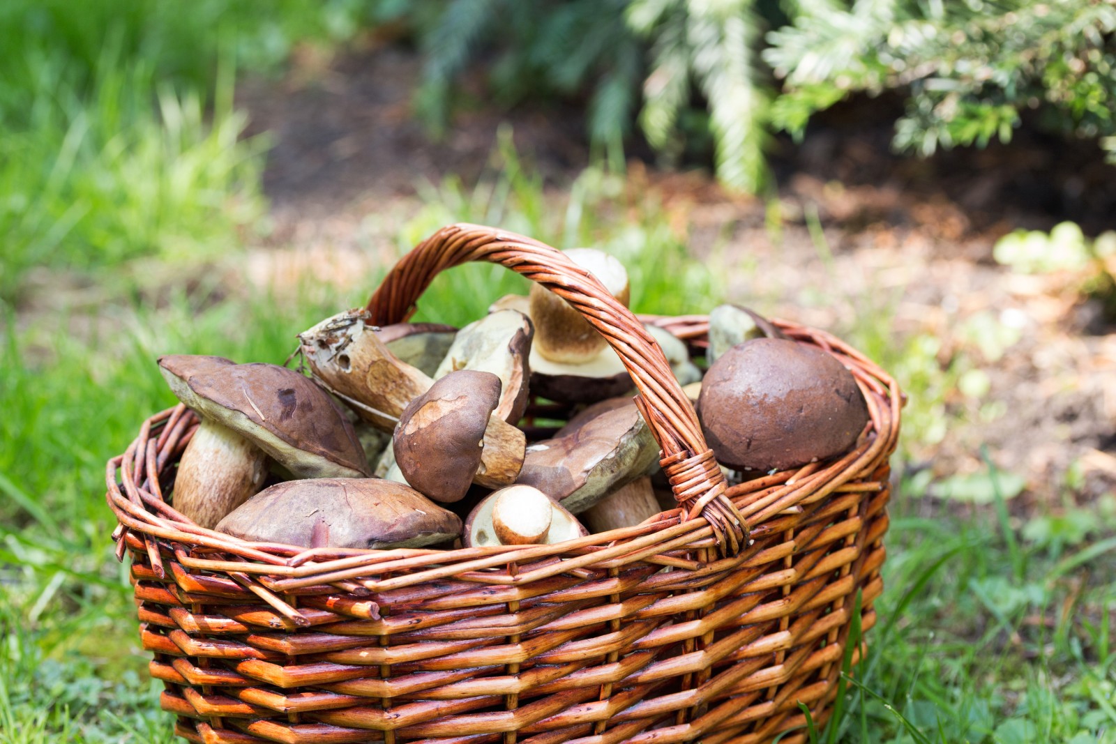 Sicher und richtig in die Pilze - Pilz-Saison bald wieder eröffnet ...