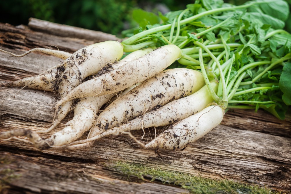 Ready for Rettich? Mehr als Beilage zu Brezen & Bier - Natürliches ...